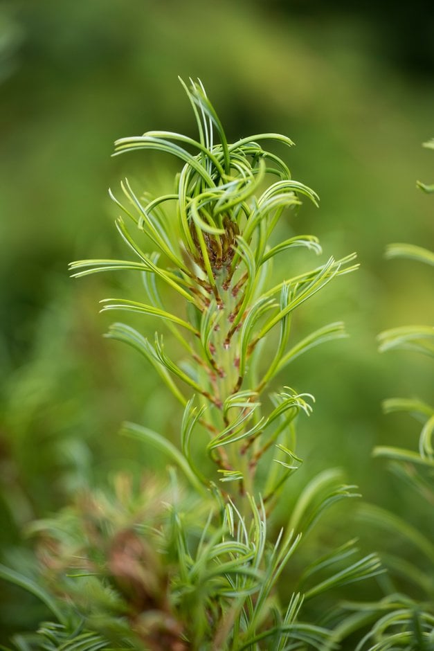 Pinus strobus &Tiny Kurls& | Weymouth pine &Tiny Kurls& Conifers/RHS ...