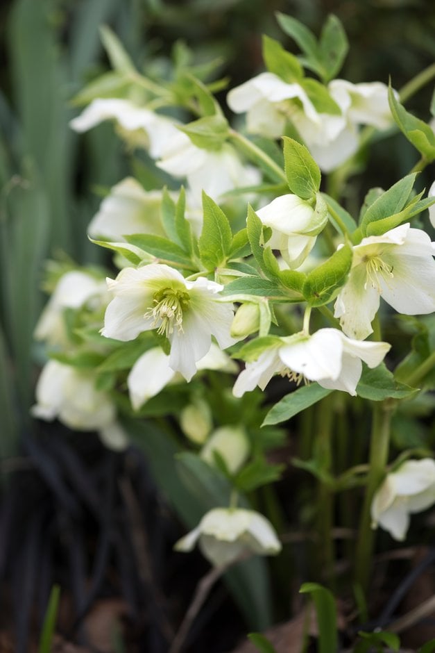 Helleborus × nigercors &Snow Love& | hellebore &Snow Love& Herbaceous ...