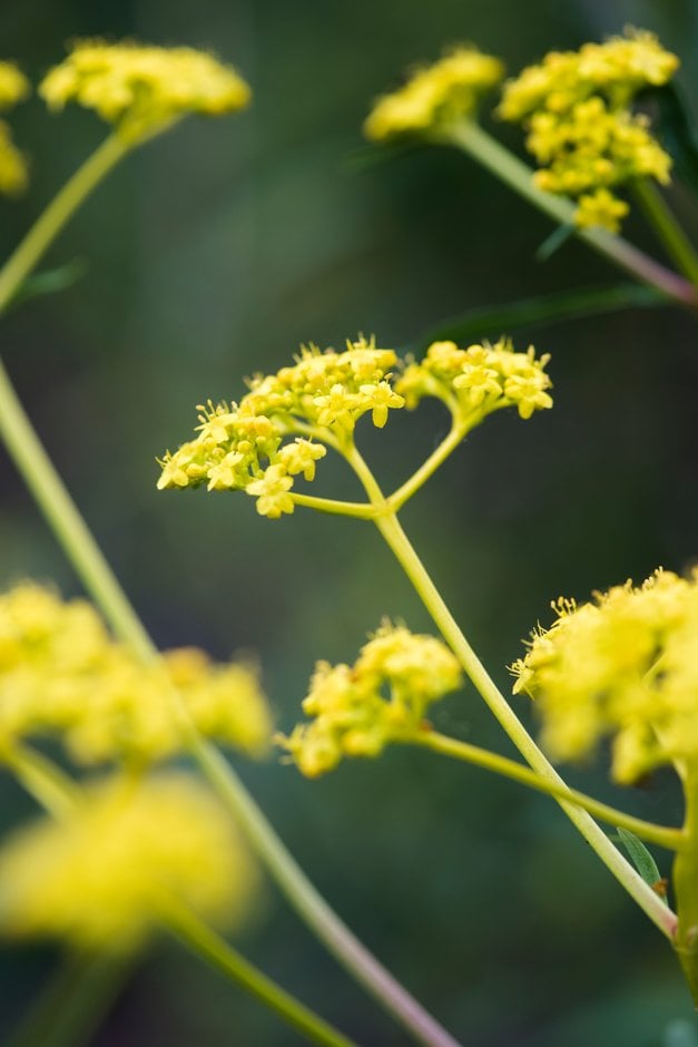 Patrinia scabiosifolia | eastern valerian Herbaceous Perennial/RHS ...