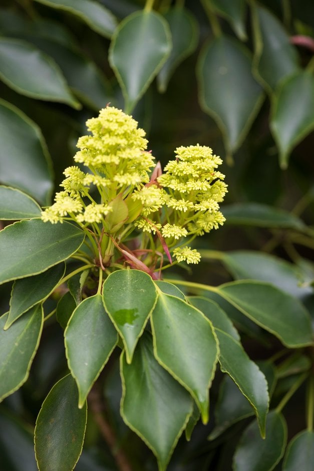 Trochodendron aralioides | wheel tree Shrubs/RHS Gardening