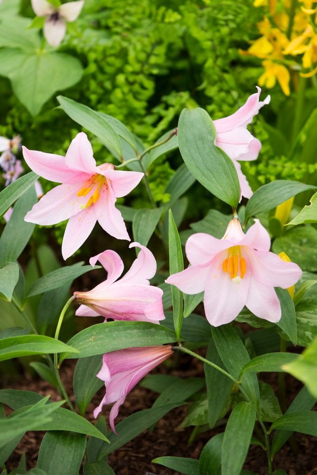 Lilium rubellum (IXb/a) | maiden lily Bulbs/RHS Gardening