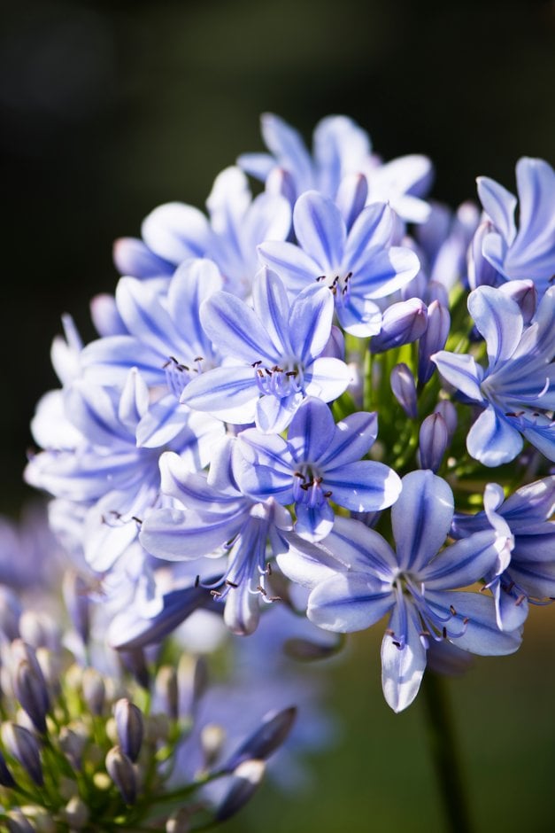 Agapanthus &Full Moon& | African lily &Full Moon& Herbaceous Perennial ...