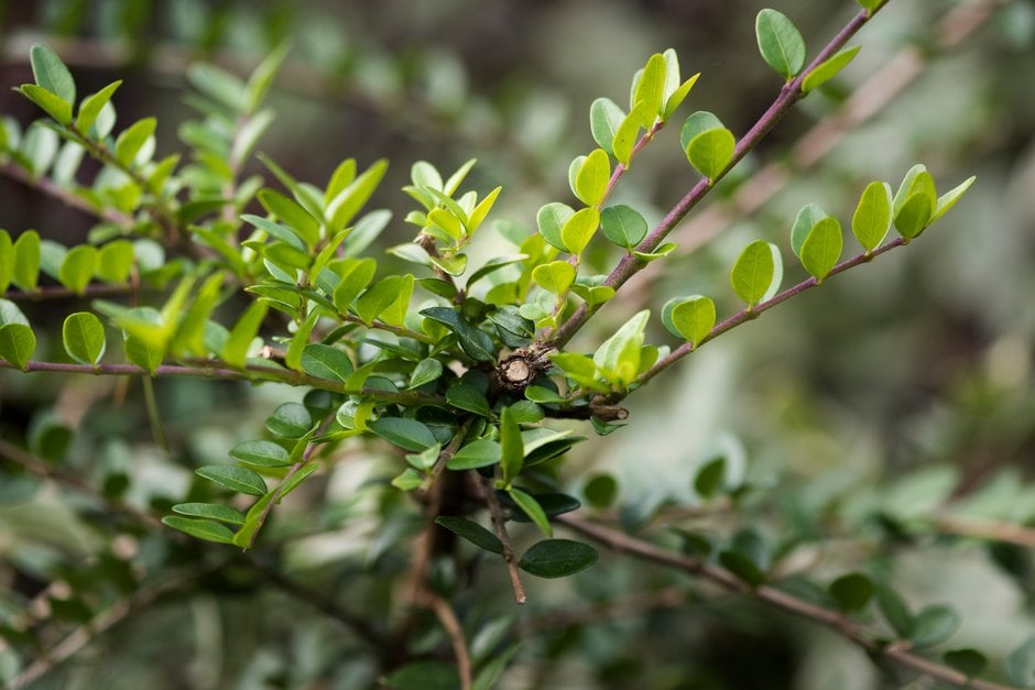 Lonicera nitida &Maygreen& | honeysuckle &Maigrün& Shrubs/RHS Gardening