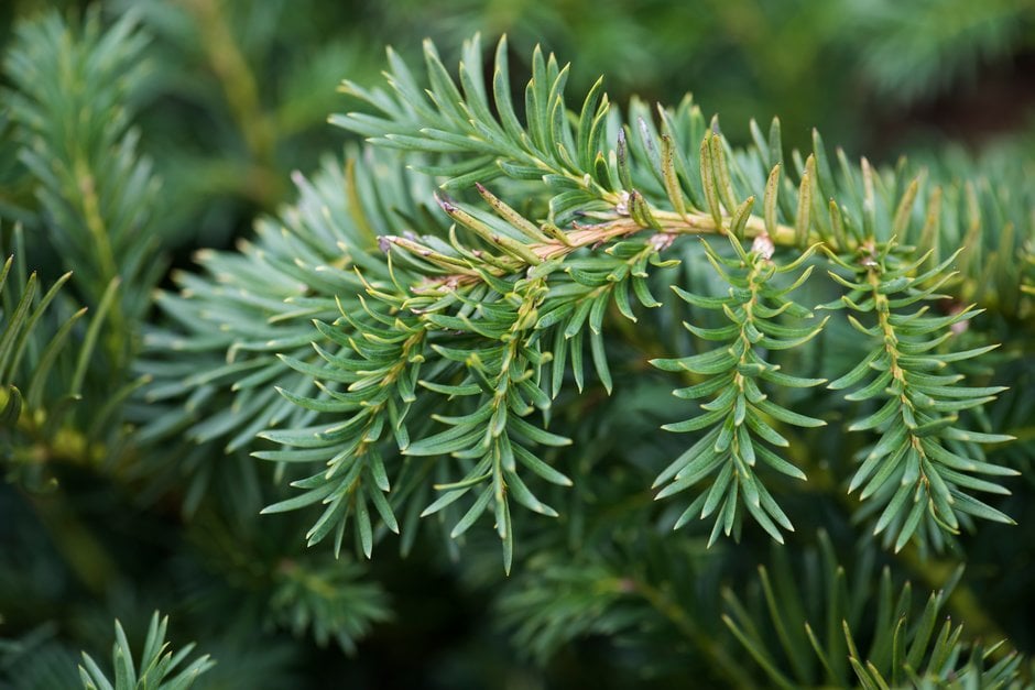 Taxus baccata &Repandens& (f) | yew &Repandens& Shrubs/RHS Gardening