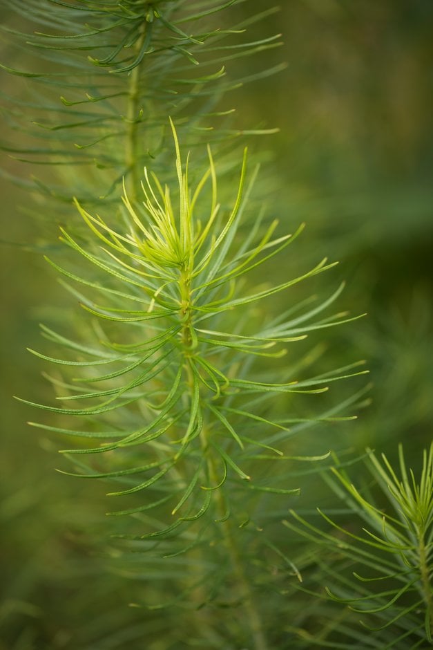 Amsonia hubrichtii | Hubricht's blue star/RHS Gardening