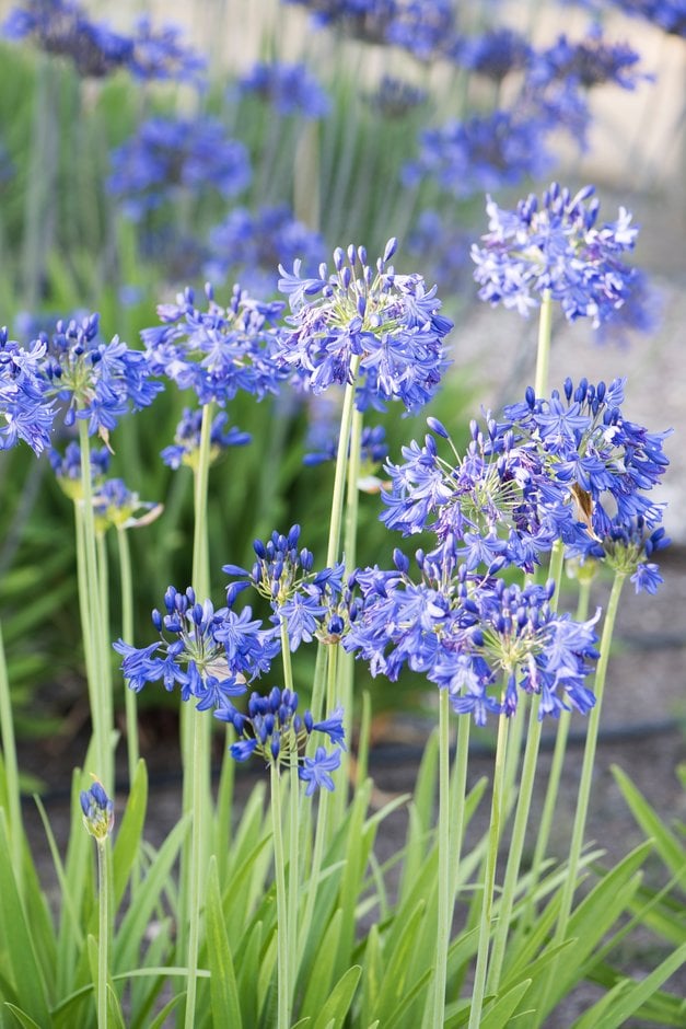 Agapanthus &Royal Blue& | African lily &Royal Blue& Herbaceous ...