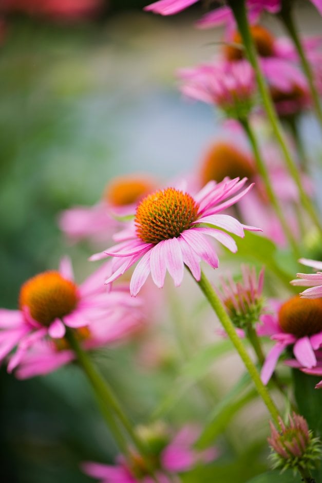 Echinacea &Papallo Classic Rose& (Papallo Series) | coneflower &Papallo ...