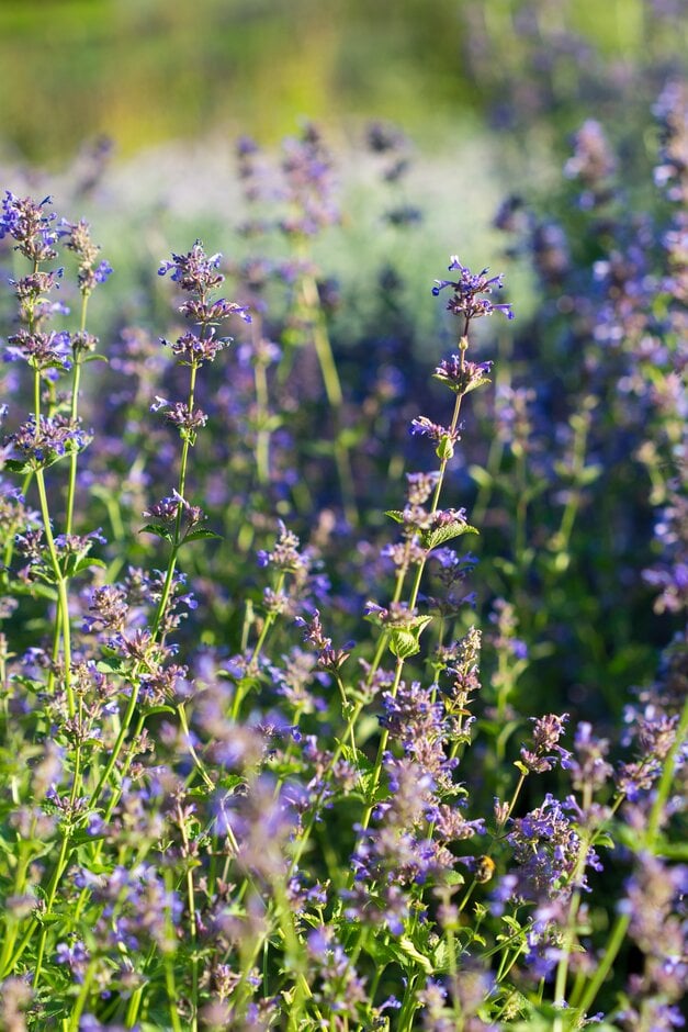 Nepeta Latifolia