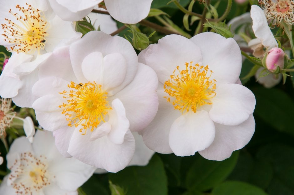 Rosa 'Dupontii' (S) | snowbush rose/RHS Gardening