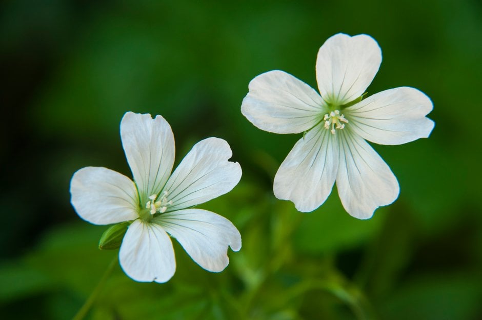 Geranium nodosum &Silverwood& | knotted cranesbill &Silverwood ...