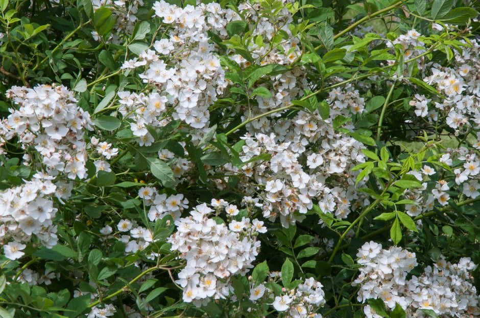 Rosa multiflora (Ra) | many-flowered rose Roses/RHS Gardening