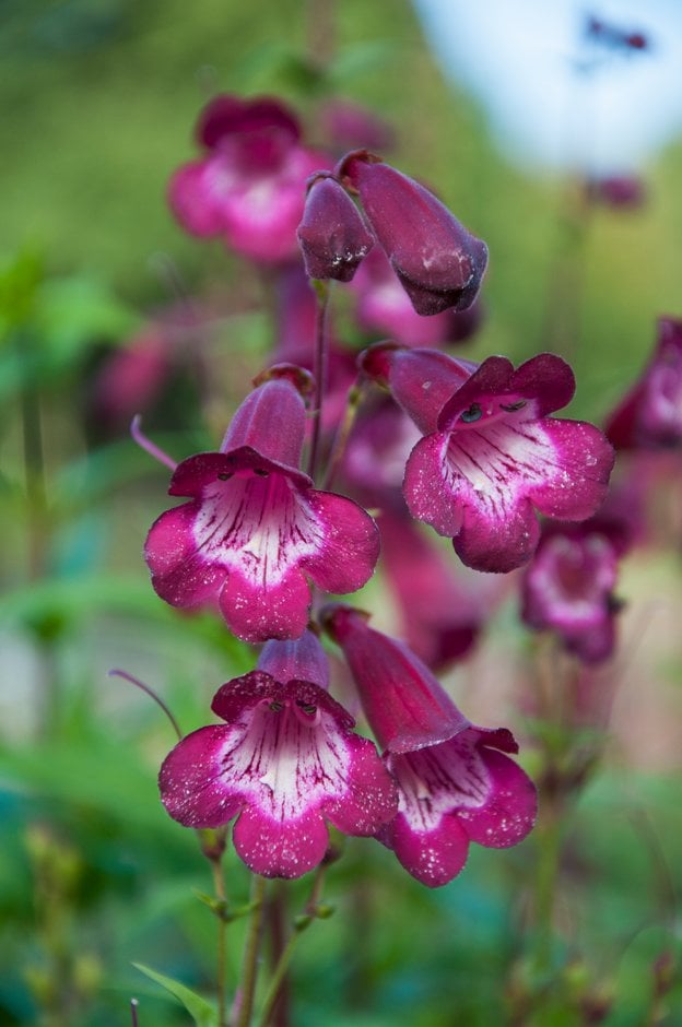 Penstemon 'Rich Ruby' | penstemon 'Rich Ruby'/RHS Gardening