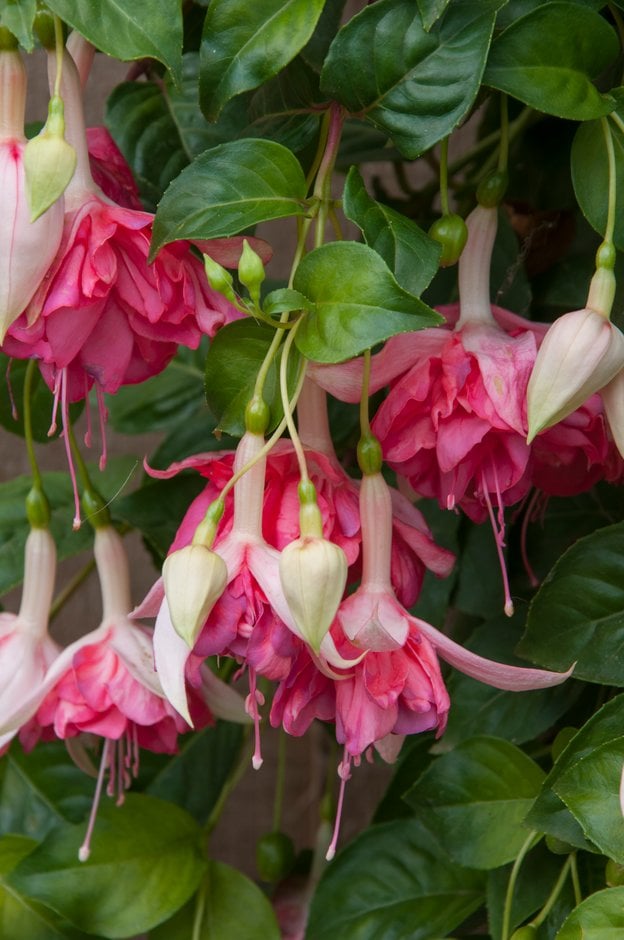 Fuchsia &Peachy& (California Dreamers Series) (d) | fuchsia &Peachy ...