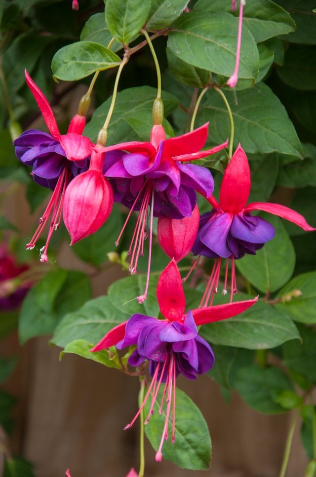 Fuchsia &Voodoo& (d) | fuchsia &Voodoo& Conservatory Greenhouse/RHS ...