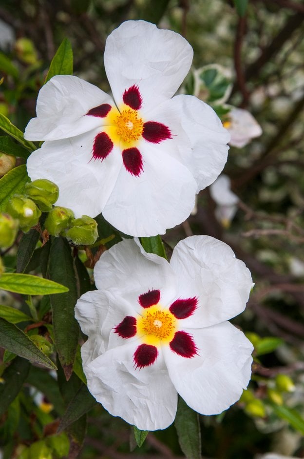 Cistus × aguilarii &Maculatus& | spotted white rockrose Shrubs/RHS ...