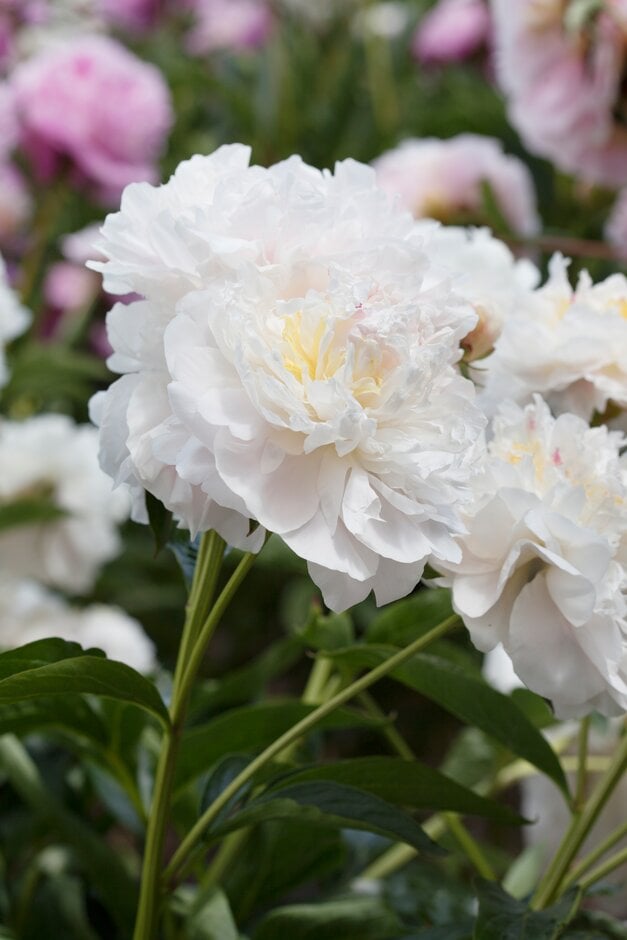 Paeonia &Mother&s Choice& | peony &Mother&s Choice& Herbaceous ...