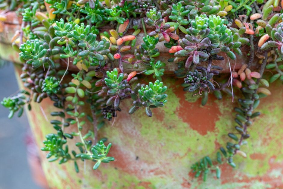 Sedum album subsp. teretifolium var. murale | Alpine Rockery/RHS Gardening