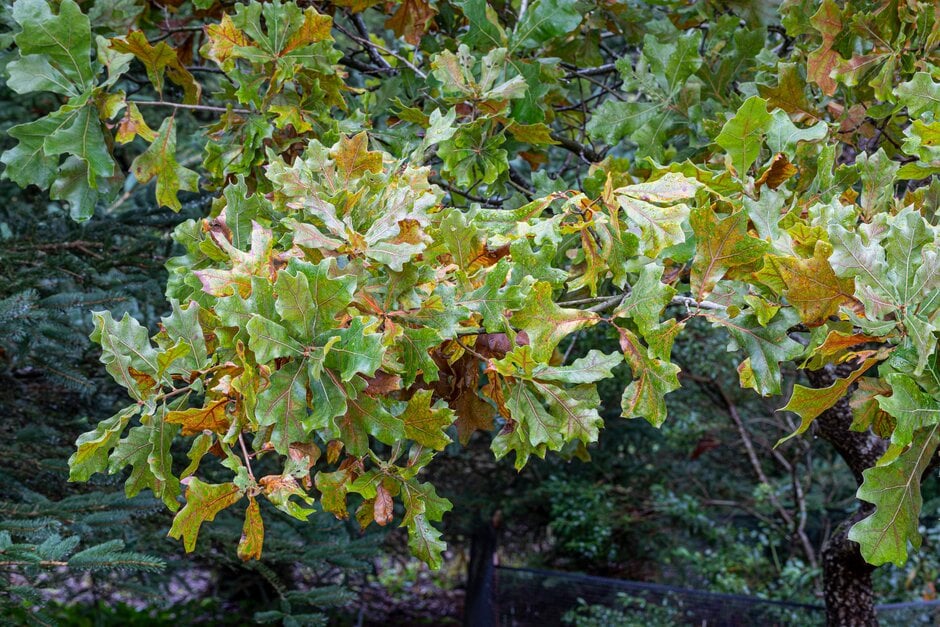 Quercus dilatata Raf. | black jack oak Trees/RHS Gardening