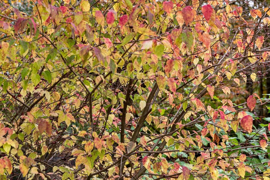 Euonymus oxyphyllus | Korean spindle tree Shrubs/RHS Gardening