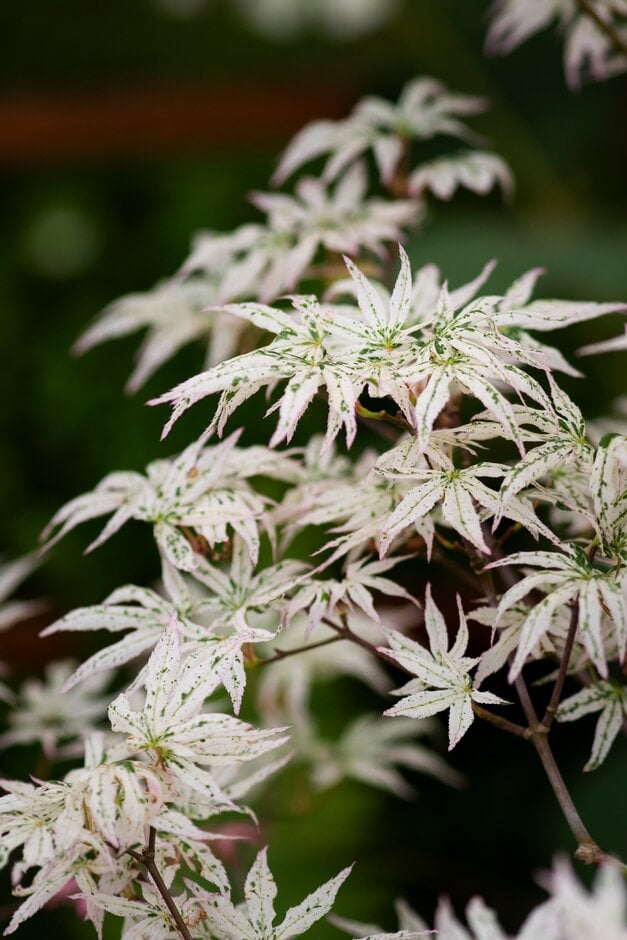 Acer palmatum &Uki-gumo& (P/v) | Japanese maple &Uki-gumo& Shrubs/RHS ...