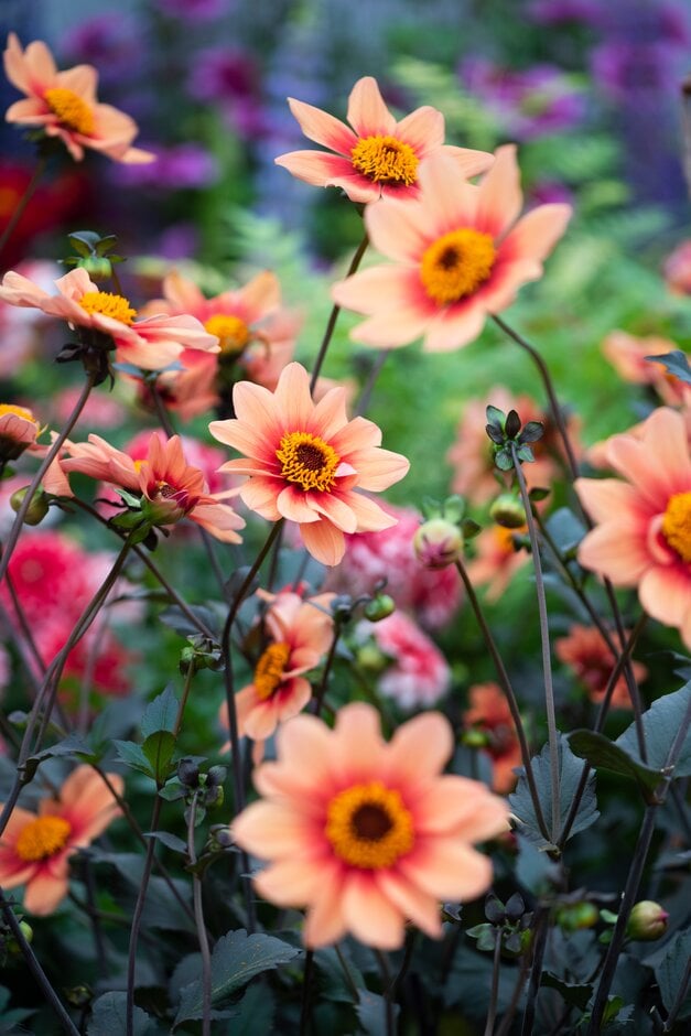 Dahlia [Happy Single Date] = 'HS Date' (PBR) (Happy Single Series) (Sin ...