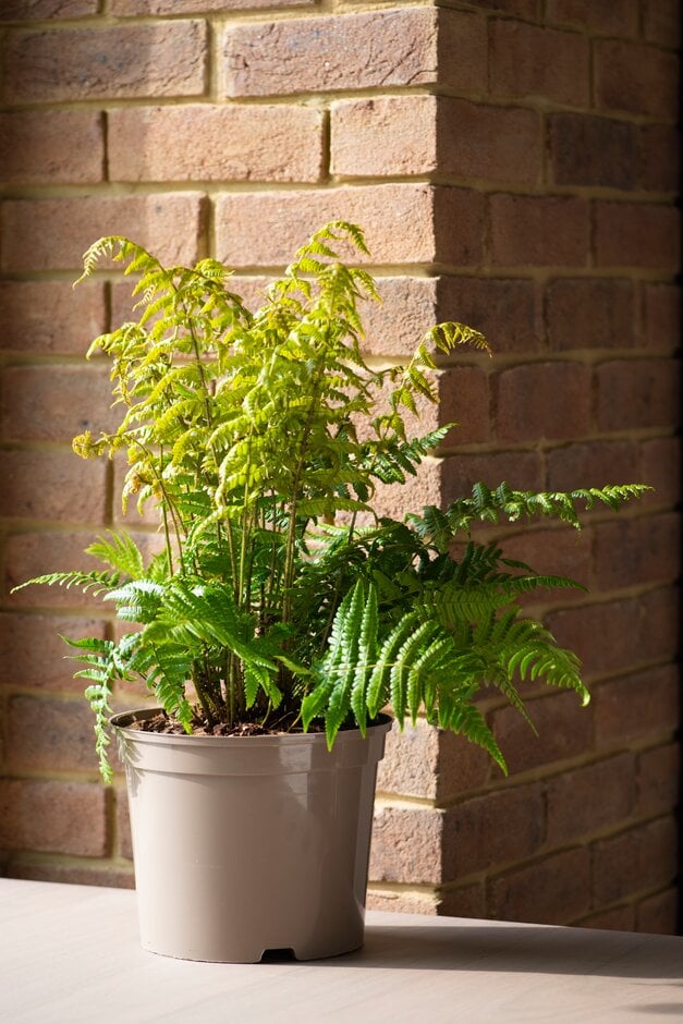 Dryopteris wallichiana &Hollasic& | alpine wood fern [Jurassic Gold ...