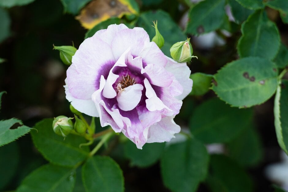 Rosa &Pejbigeye& | rose [Eyes for You] Roses/RHS Gardening