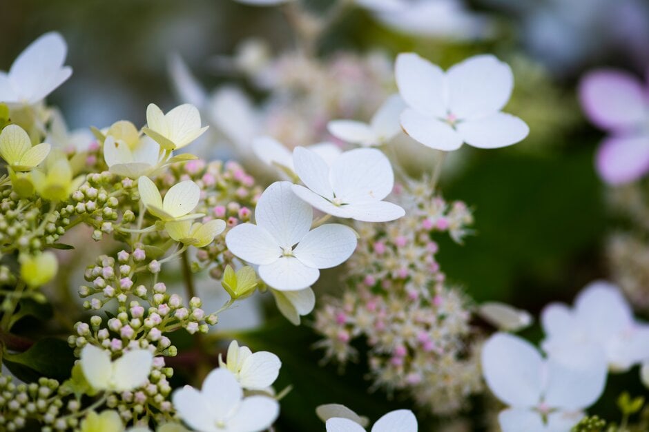 Hydrangea paniculata &Ruby& | hydrangea &Ruby& Shrubs/RHS Gardening