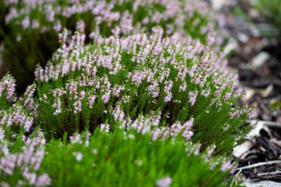 Calluna vulgaris &Foxii Lett&s Form& | heather &Mousehole& Shrubs/RHS ...