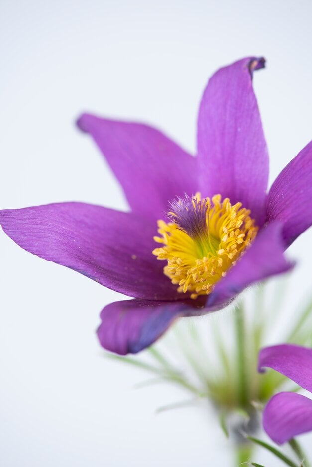 Pulsatilla vulgaris Pinwheel Blue Violet Shades (Pinwheel Series ...