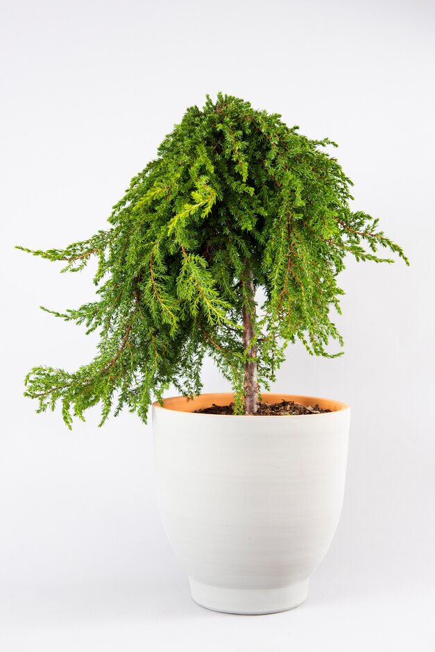 Juniperus communis &Greenmantle& | juniper &Greenmantle& Shrubs/RHS ...