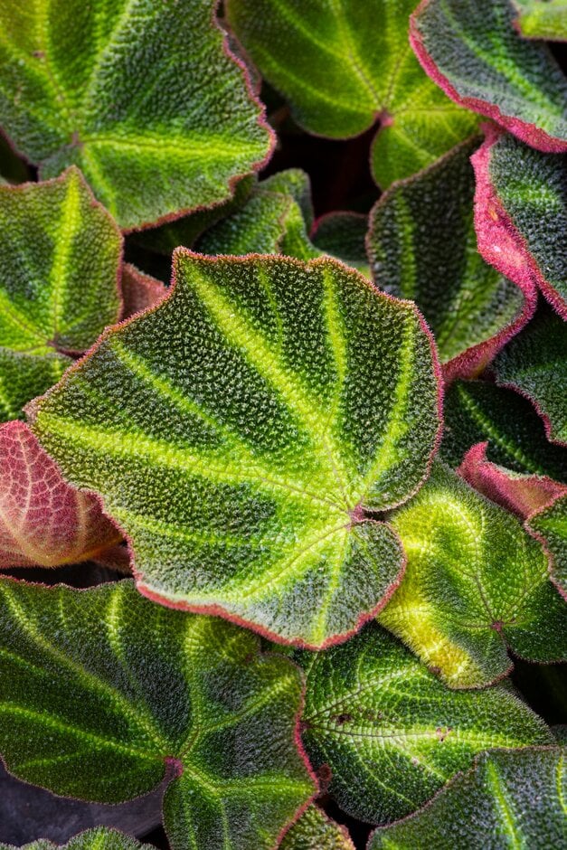 Begonia soli-mutata | sun-changing begonia Conservatory Greenhouse/RHS ...