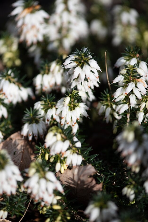 Erica carnea f. alba &Snowbelle&PBR | heather &Snowbelle& Shrubs/RHS ...