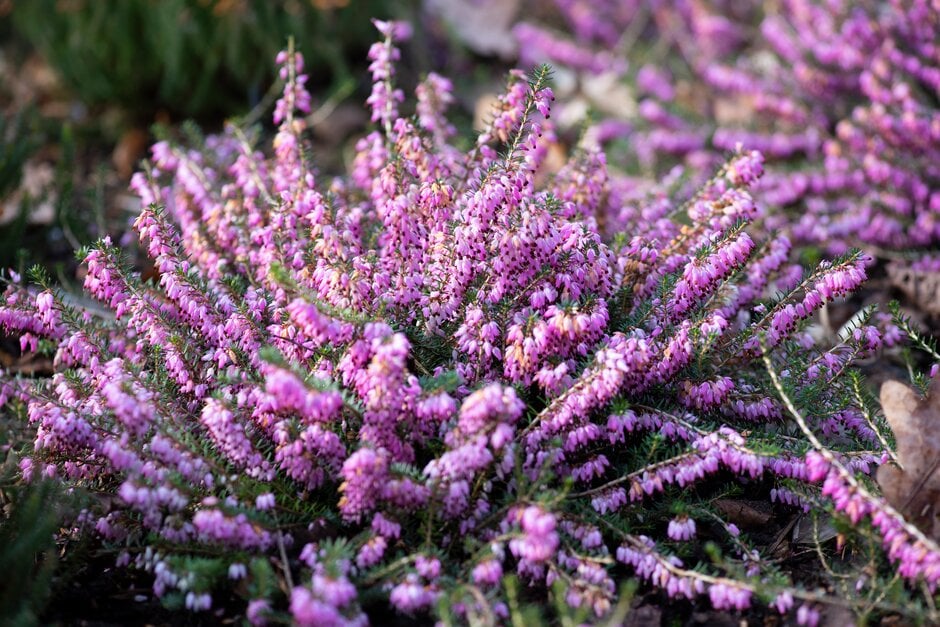 Erica carnea &December Red& | heather &December Red& Shrubs/RHS Gardening