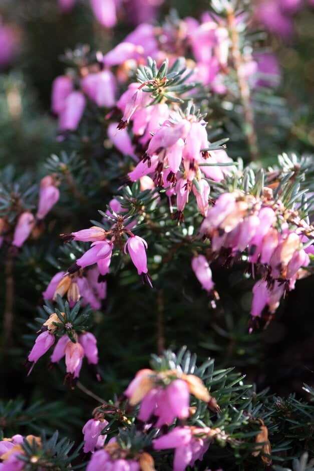 Erica carnea &King George& | heather &King George& Shrubs/RHS Gardening