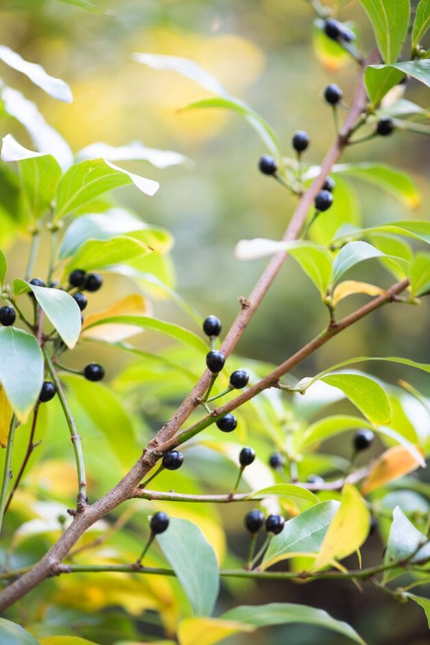 Lindera angustifolia | /RHS Gardening