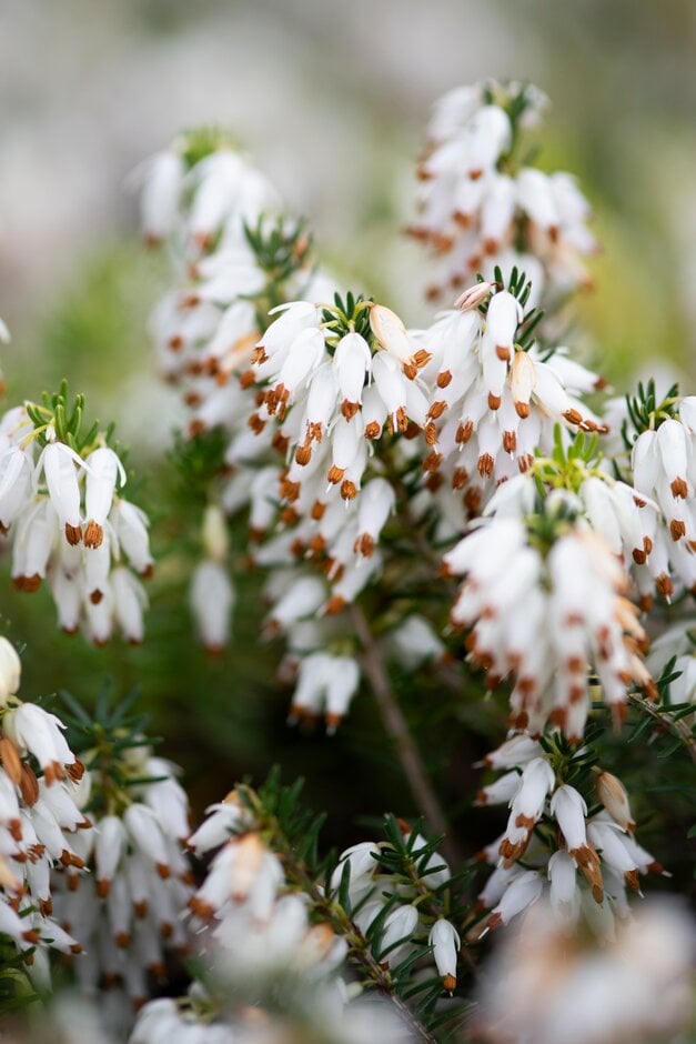 Erica carnea Snowcap | heather &Schneekuppe& Shrubs/RHS Gardening