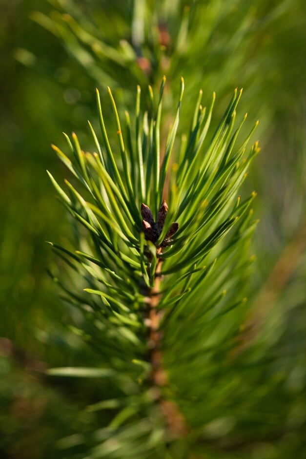 Pinus sylvestris 'Trollguld' | /RHS Gardening