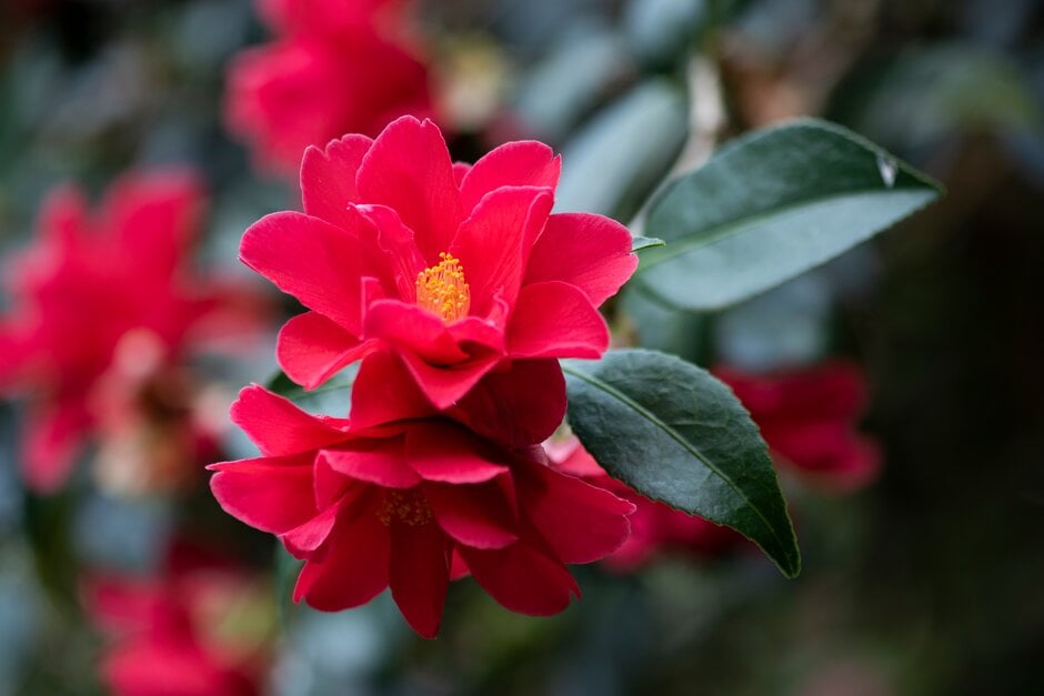 Camellia &Freedom Bell& | camellia &Freedom Bell& Shrubs/RHS Gardening