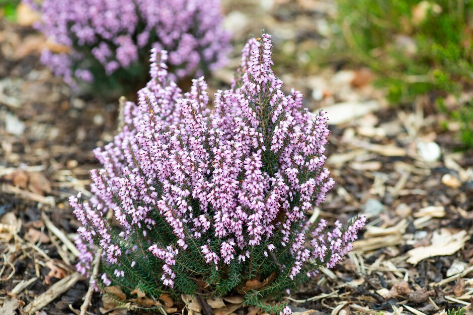 Erica mediterranea &Brightness& | Irish heath &Brightness& Shrubs/RHS ...