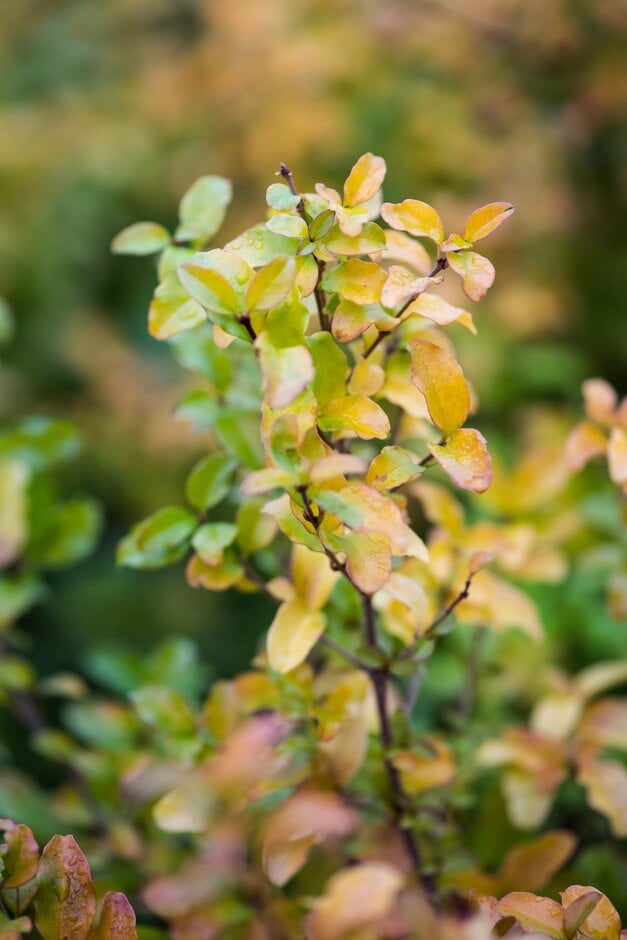 Ligustrum sinense 'Sunshine' | /RHS Gardening