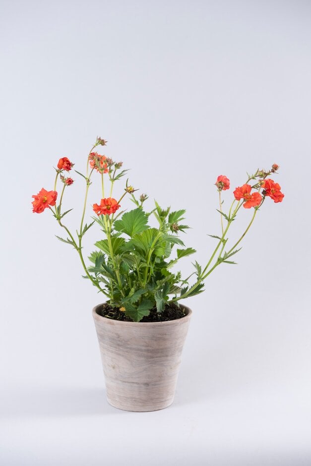 Geum Scarlet Tempest (&Macgeu001&PBR) (Tempest Series) | avens &Scarlet ...