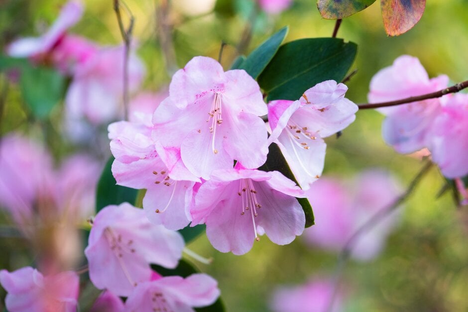 Rhododendron &Temple Bells& | rhododendron Temple Belle Group Shrubs ...