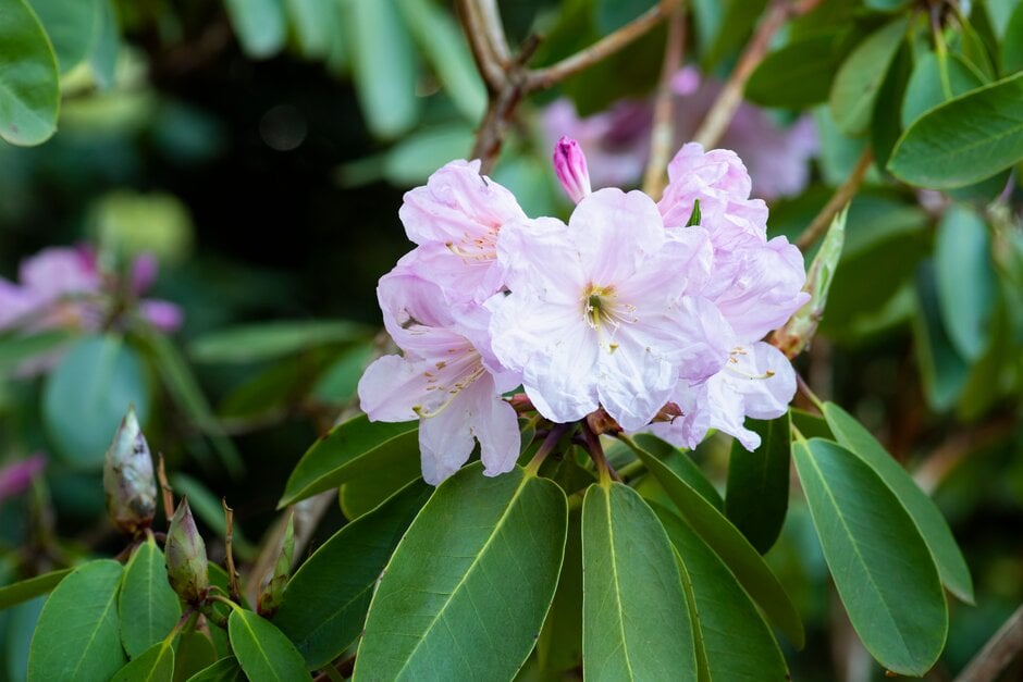 Rhododendron loderi &Sir Edmund& | Shrubs/RHS Gardening