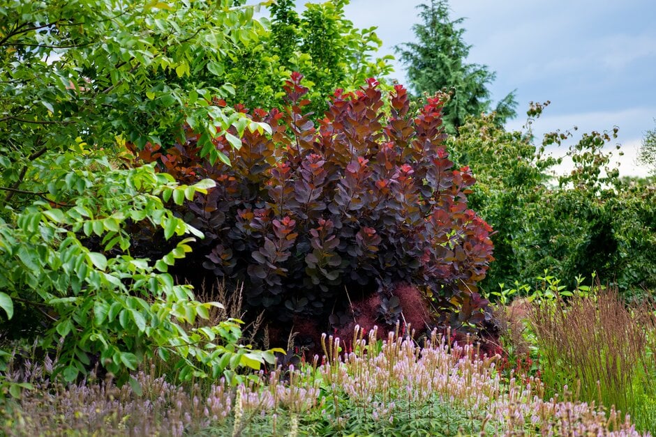 Cotinus coggygria &Red Beauty& | Shrubs/RHS Gardening