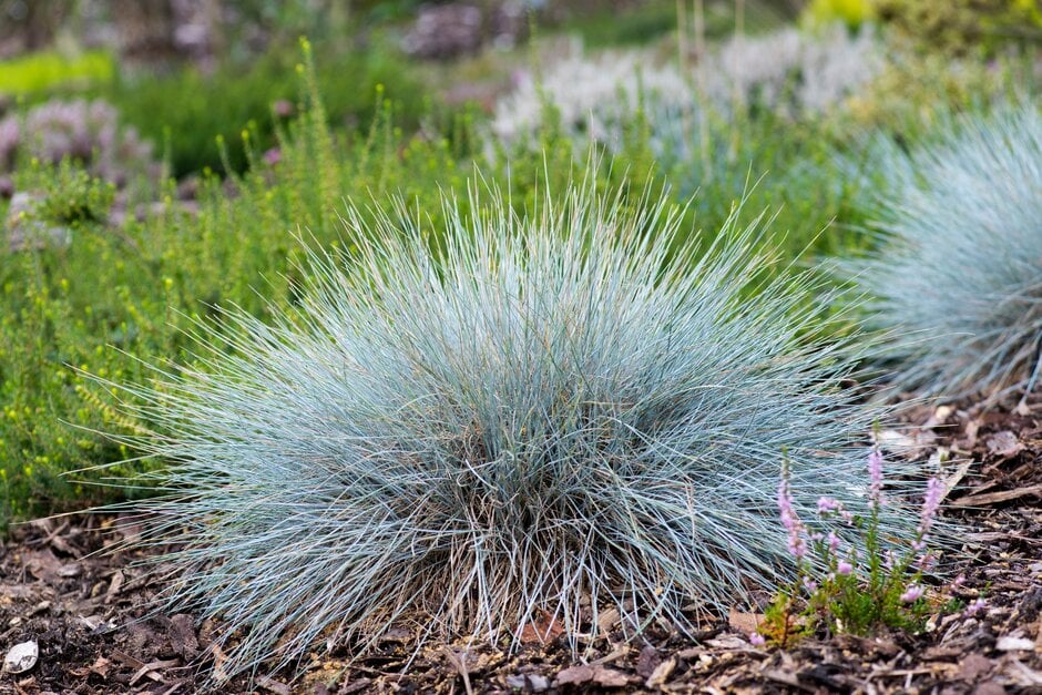 Festuca Glauca Intense Blue