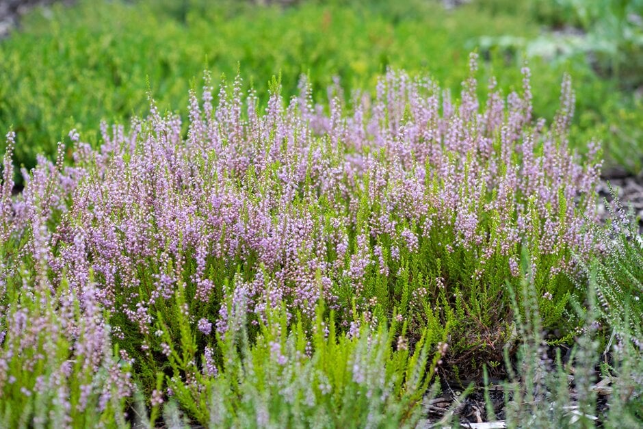 Calluna vulgaris &Cuprea Select& | heather &Tijdens Copper& Shrubs/RHS ...