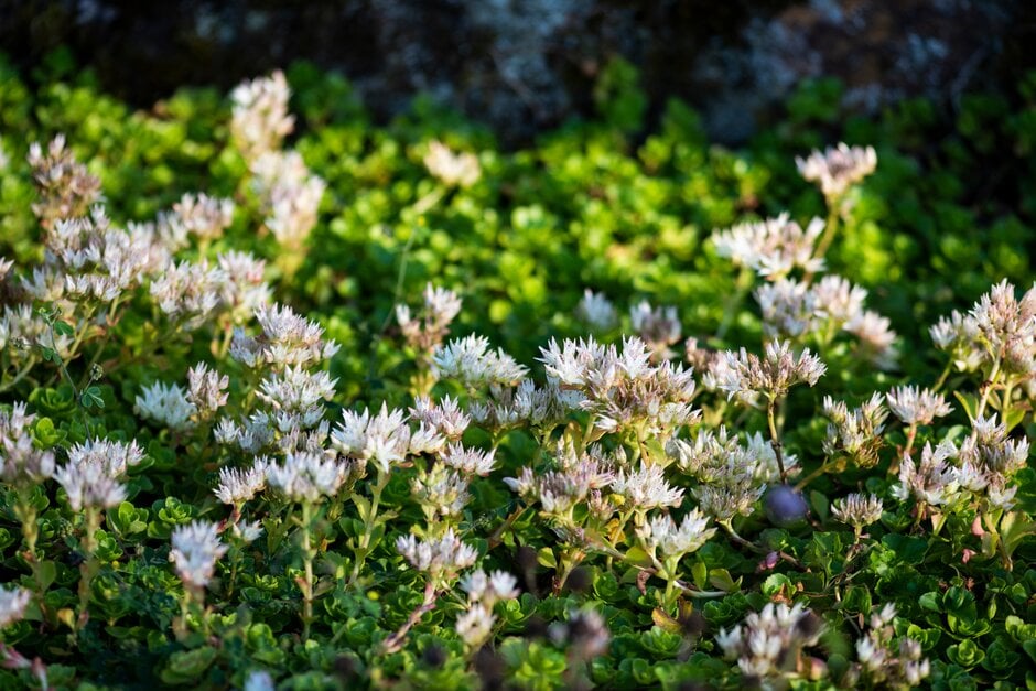 Sedum stoloniferum | Alpine Rockery/RHS Gardening