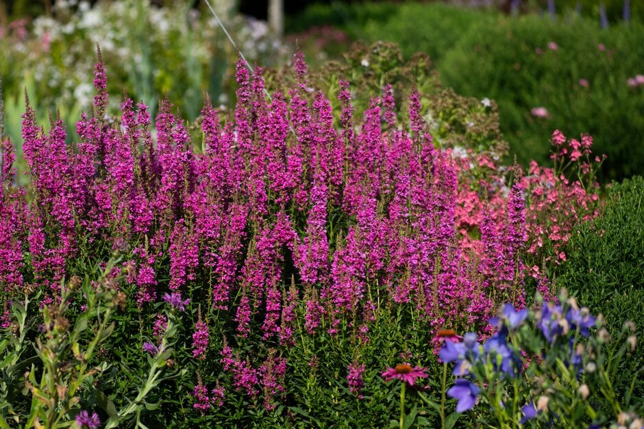 Lythrum salicaria &Morden Pink& | Herbaceous Perennial/RHS Gardening