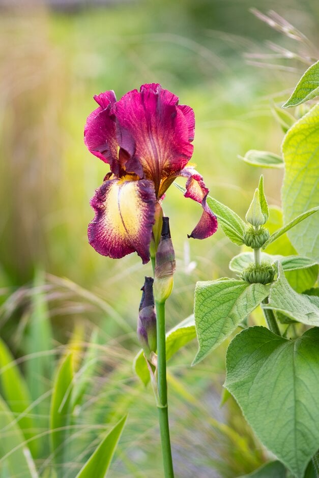 Iris &Provençal& (TB) | iris &Provençal& Herbaceous Perennial/RHS Gardening